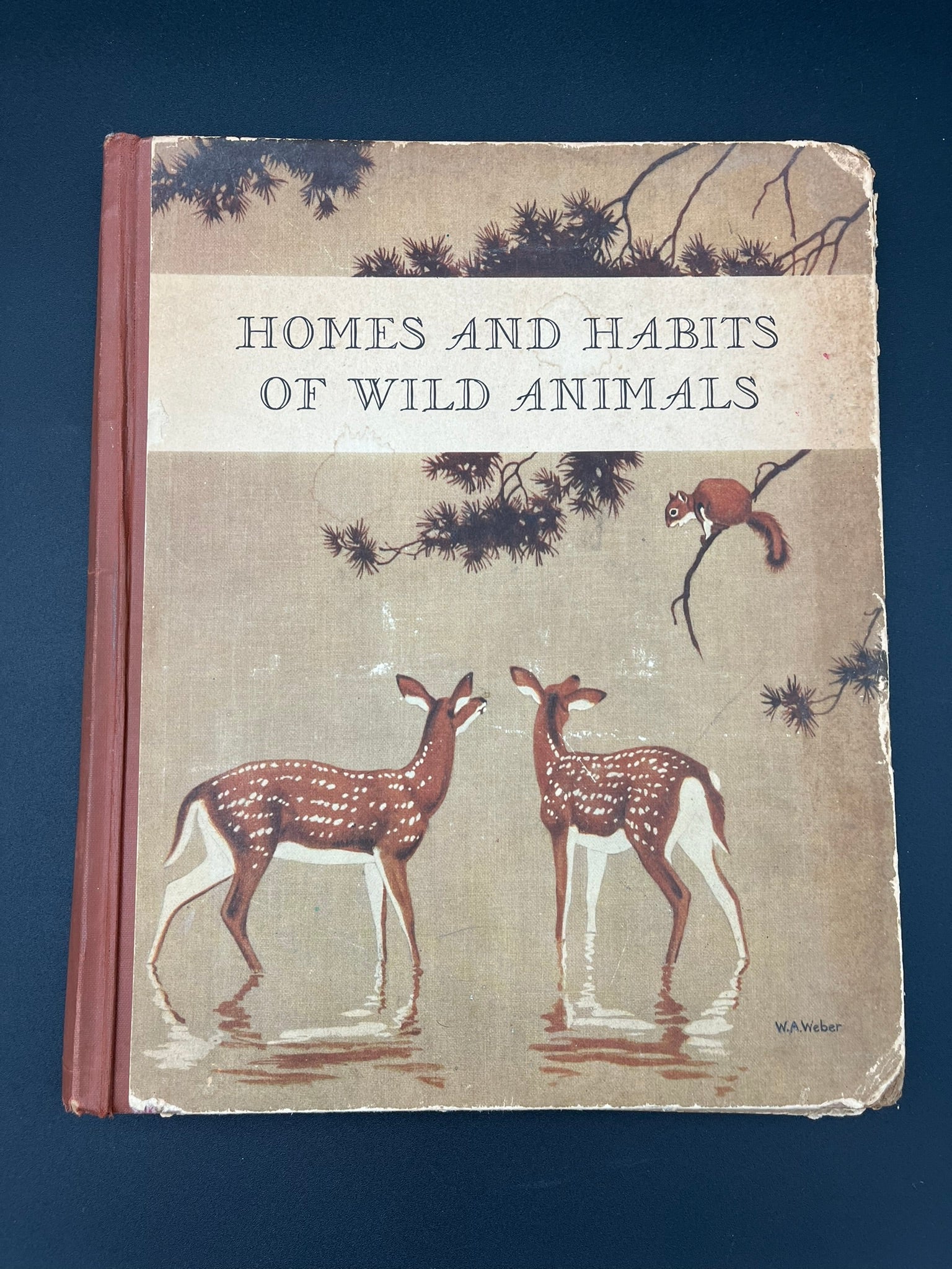 HOMES AND HABITS OF WILD ANIMALS – History Bound